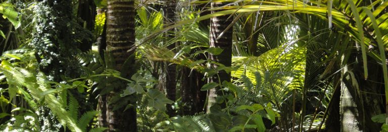 Un complément contre le cancer du pancréas